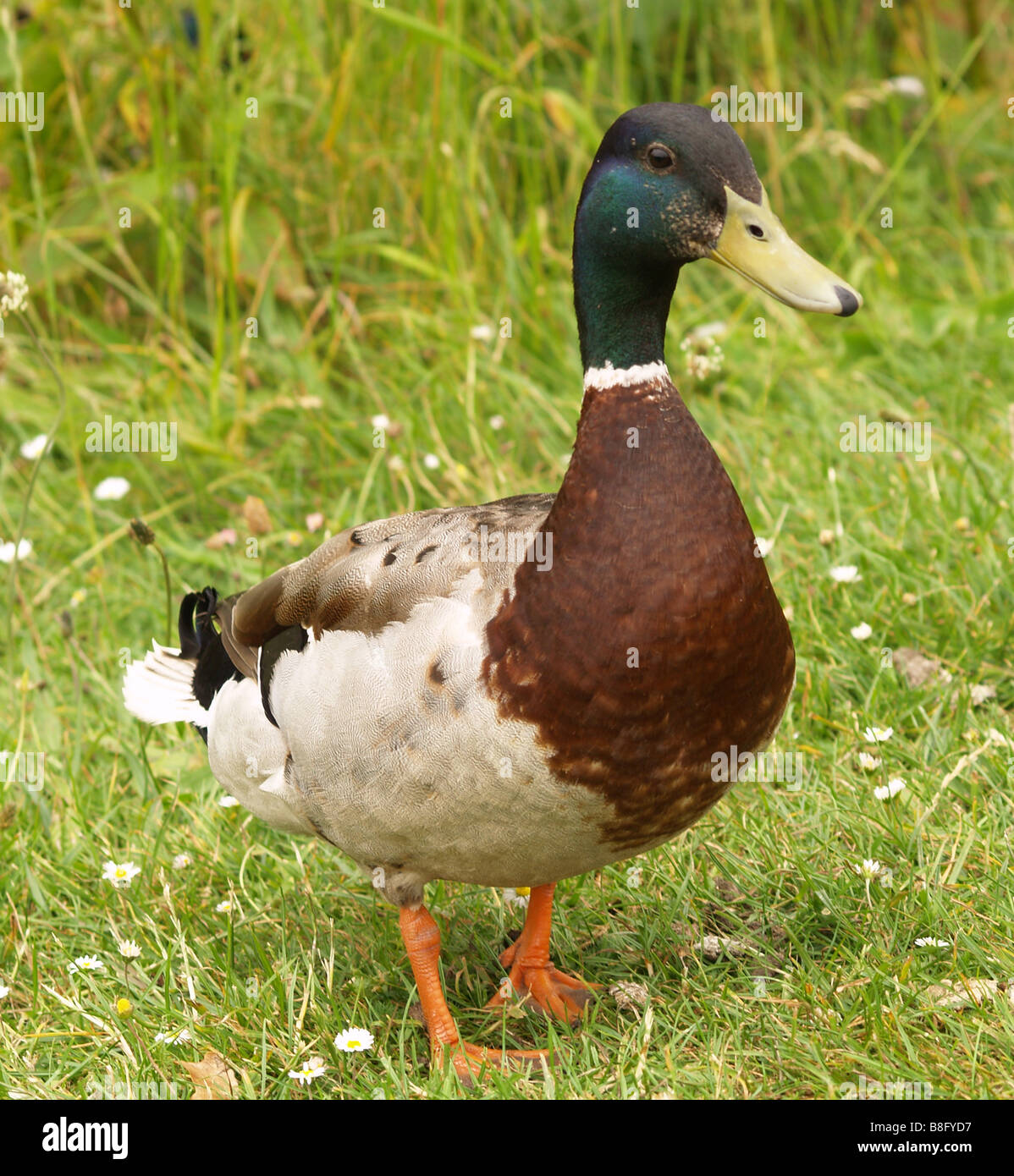 Close up of a duck Stock Photo - Alamy
