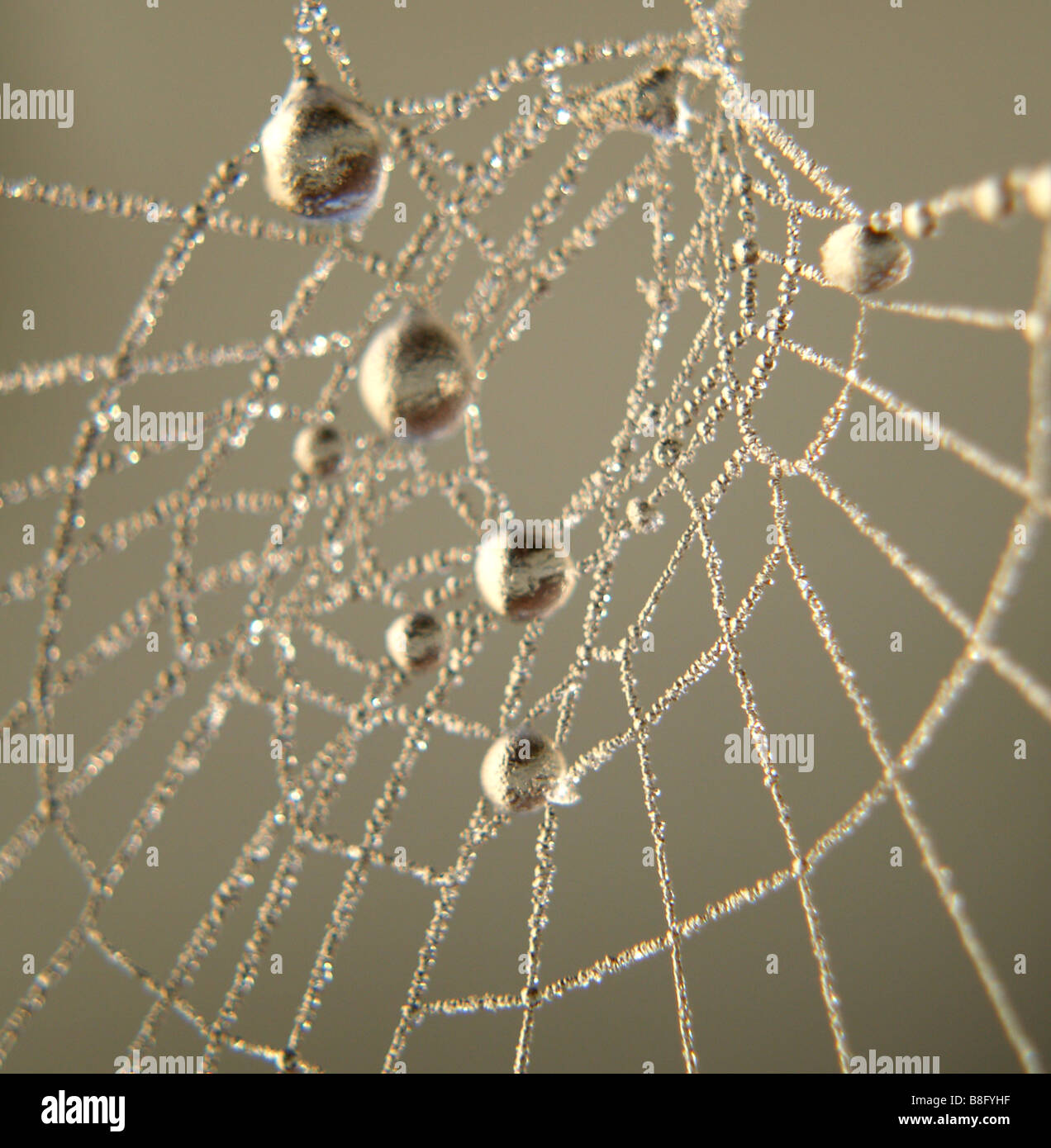 Close up of a frozen spiders web Stock Photo - Alamy