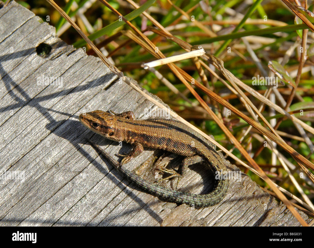 Common lizard in Mohos bog, Romania Stock Photo - Alamy