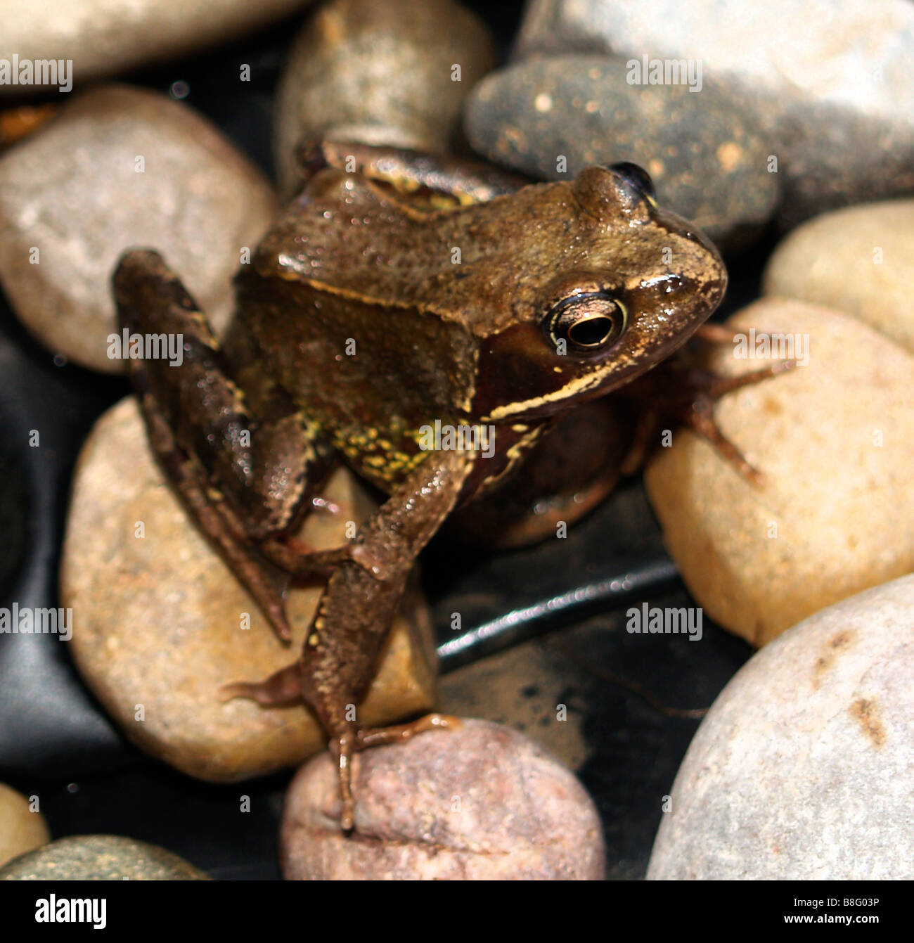 Garden pond wildlife pebbles hi-res stock photography and images - Alamy