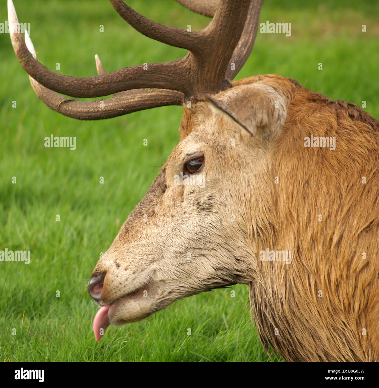 Funny deer british hi-res stock photography and images - Alamy
