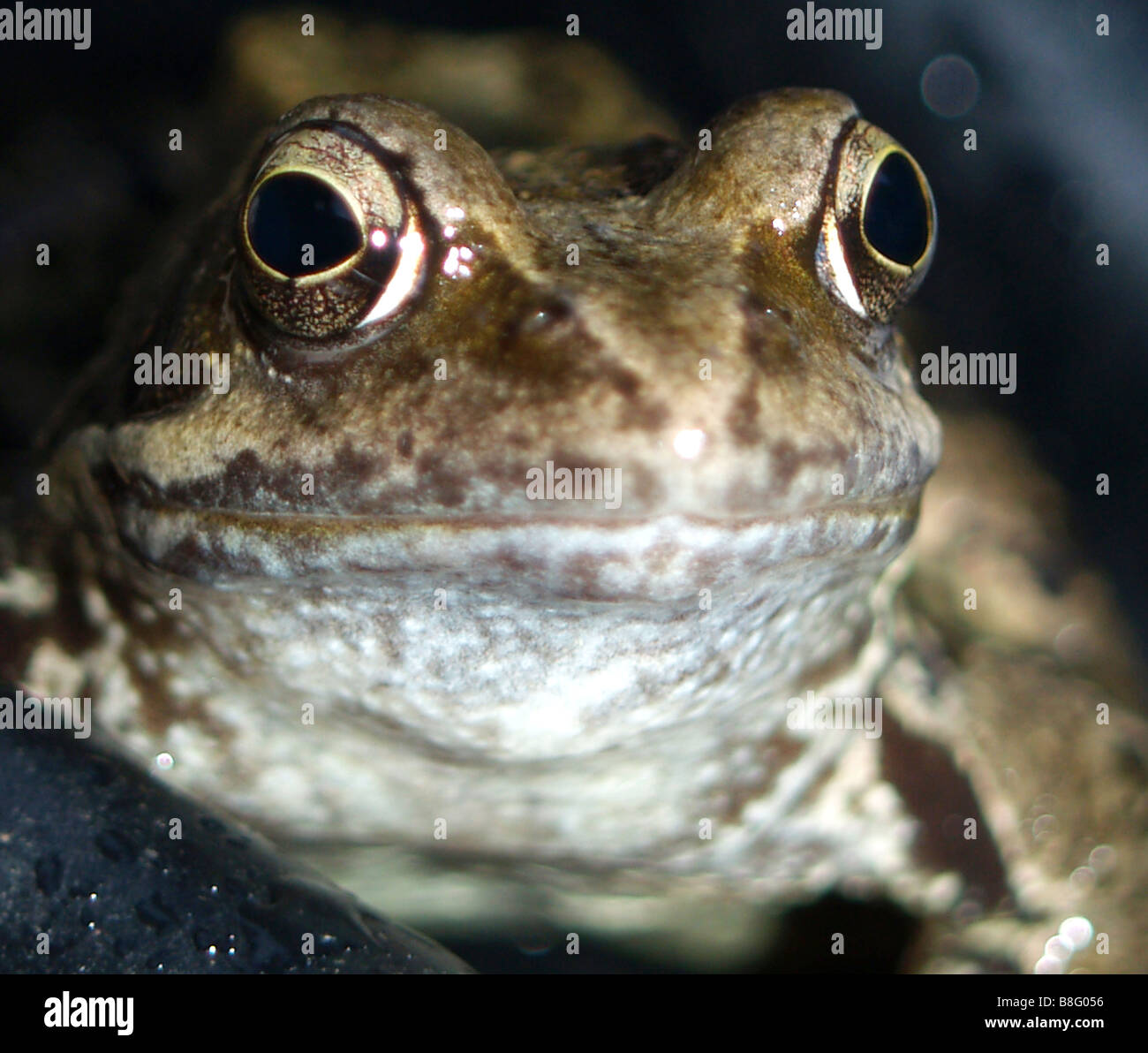 Bulging eyes looking up hi-res stock photography and images - Alamy