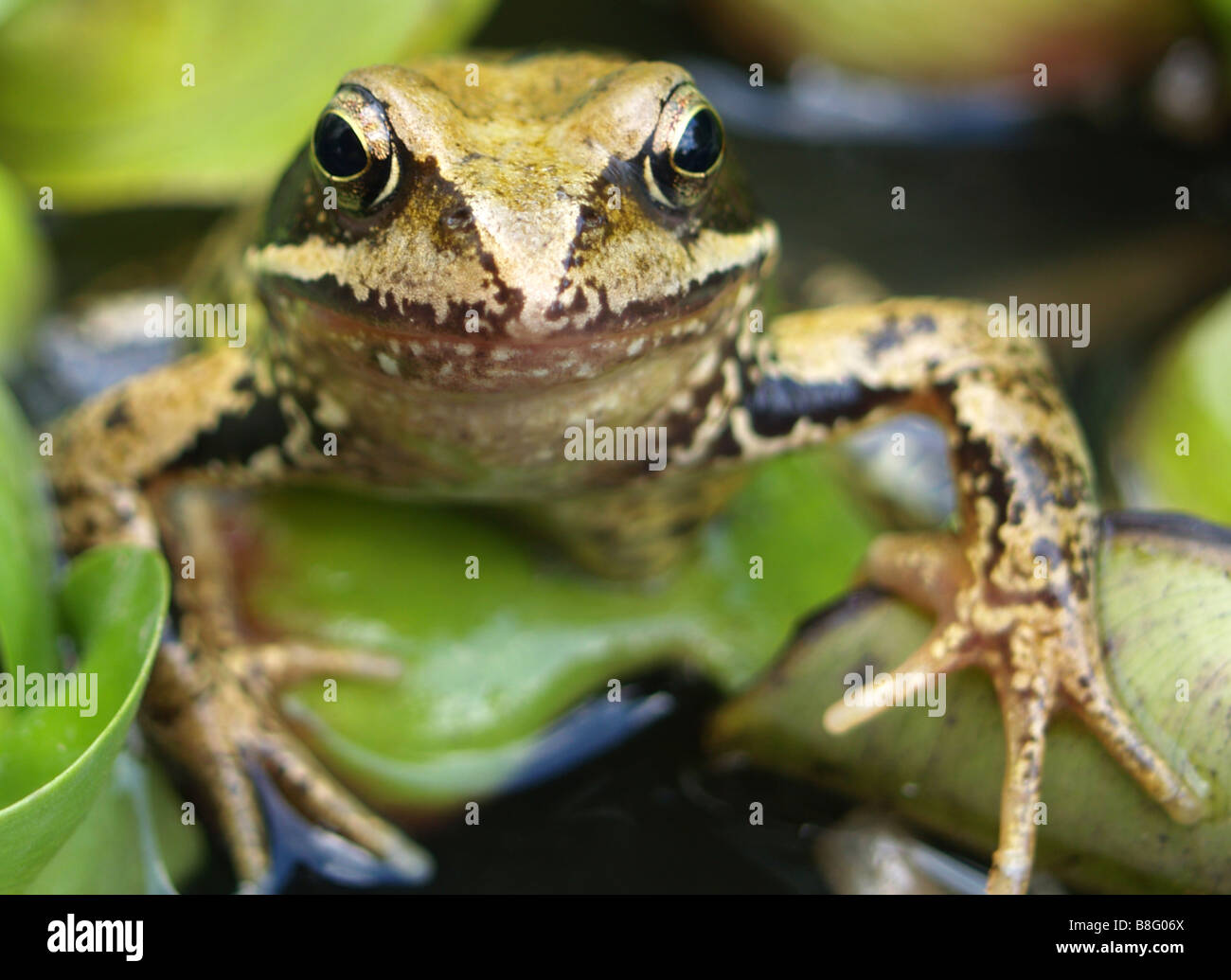 Frog feet macro hi-res stock photography and images - Alamy