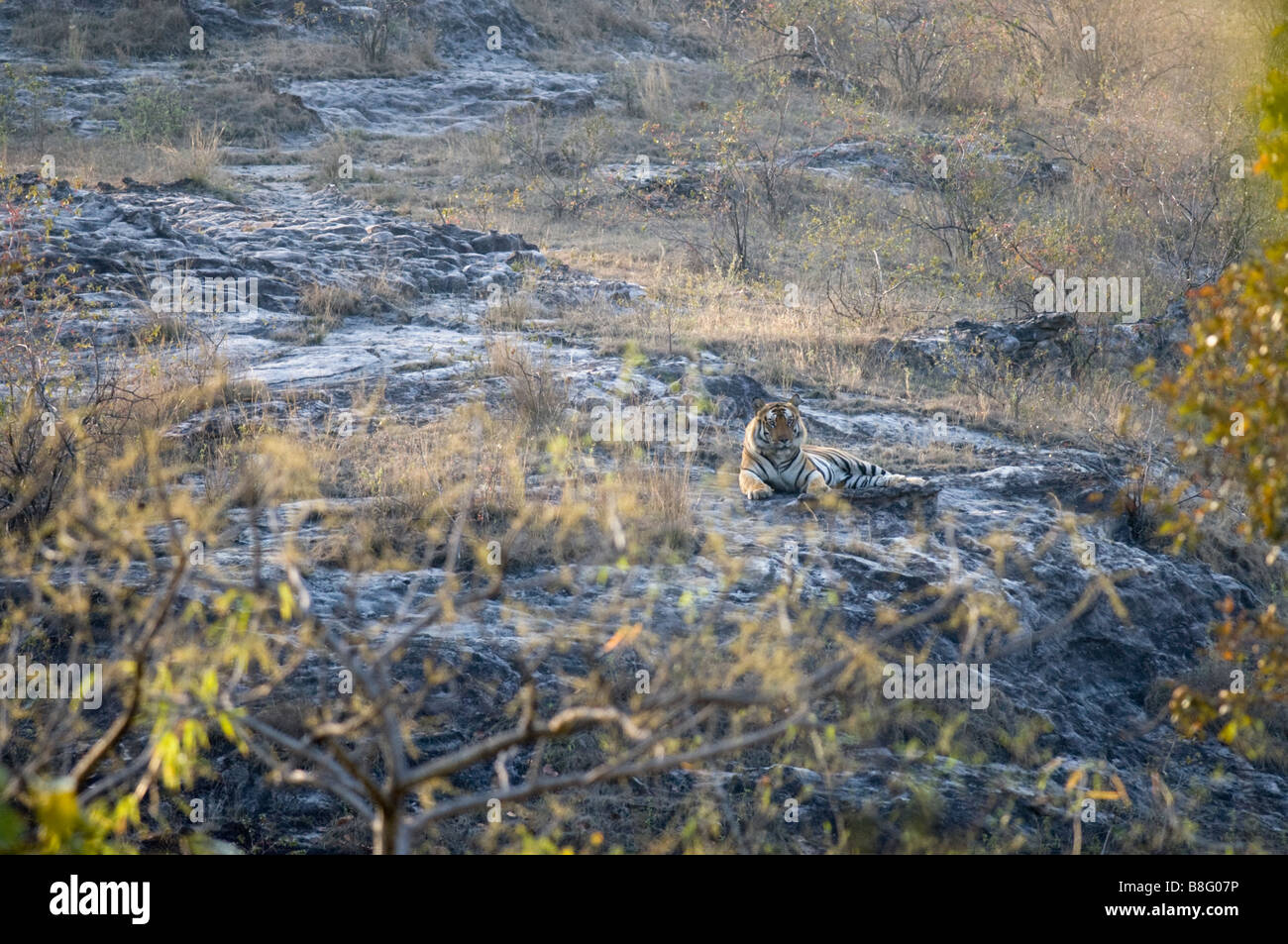 Male tiger (Panthera tigris) in Bandhavgarh National Park, Madhya ...