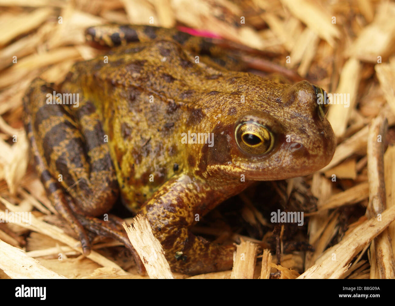 Common toad burrow hi-res stock photography and images - Alamy