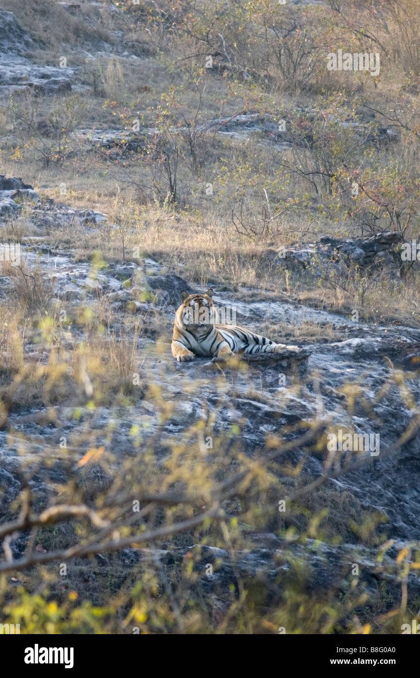 Male tiger (Panthera tigris) in Bandhavgarh National Park, Madhya ...