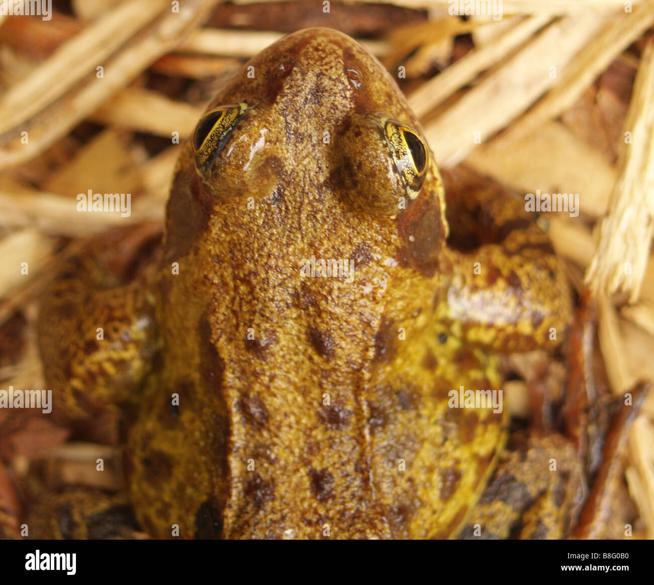 Common toad burrow hi-res stock photography and images - Alamy