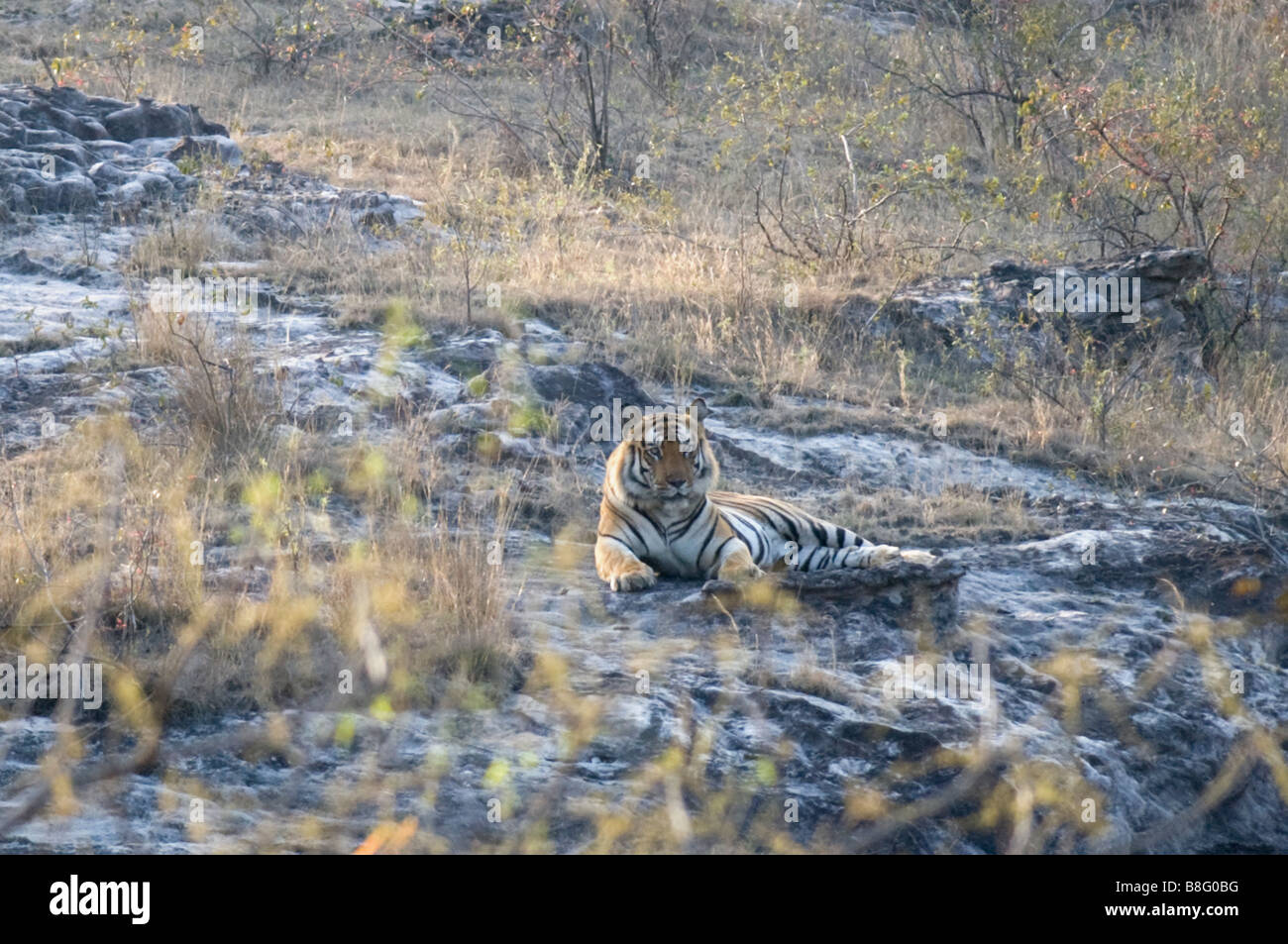 Male tiger (Panthera tigris) in Bandhavgarh National Park, Madhya ...
