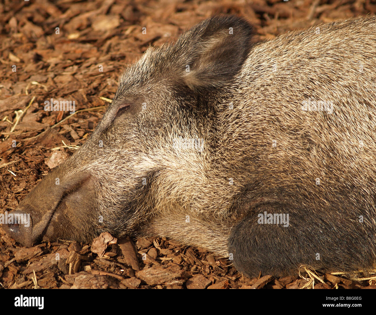 Close up of a wild pig, sleeping on the ground Stock Photo - Alamy