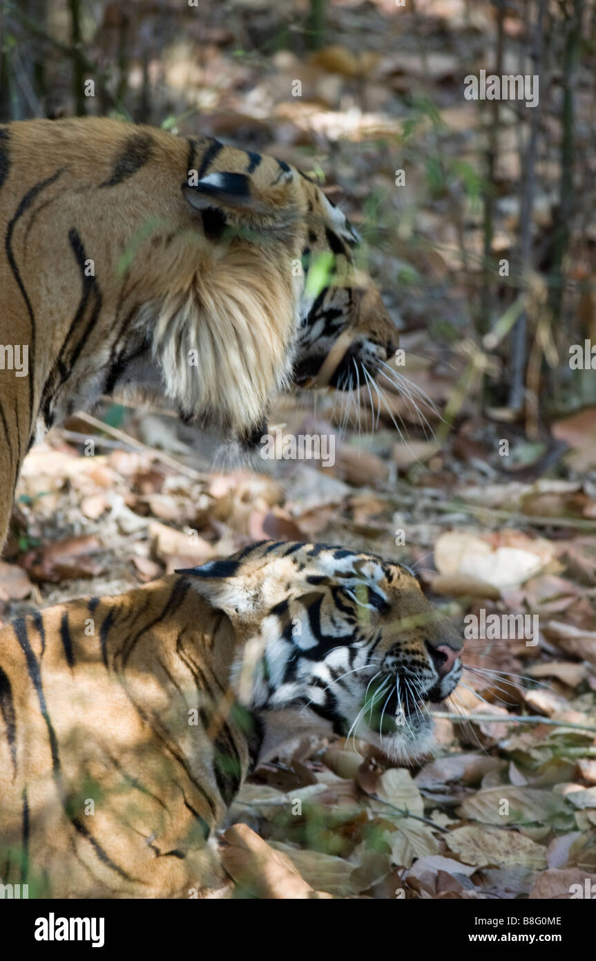 Male (known as "Challenger") and female tiger (Panthera tigris) mating ...