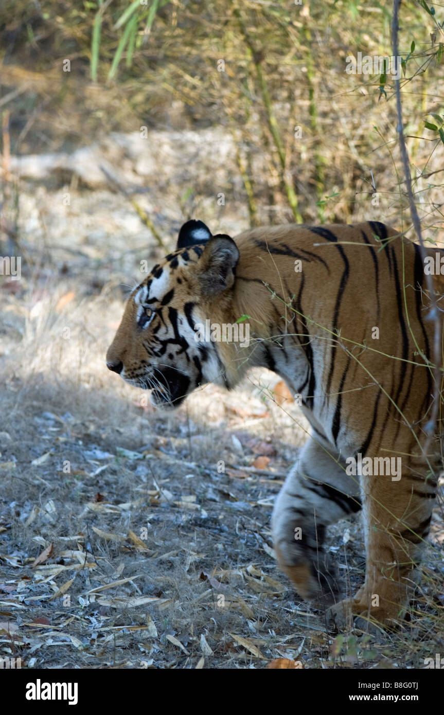 Male tiger (Panthera tigris) walking in Bandhavgarh National Park ...