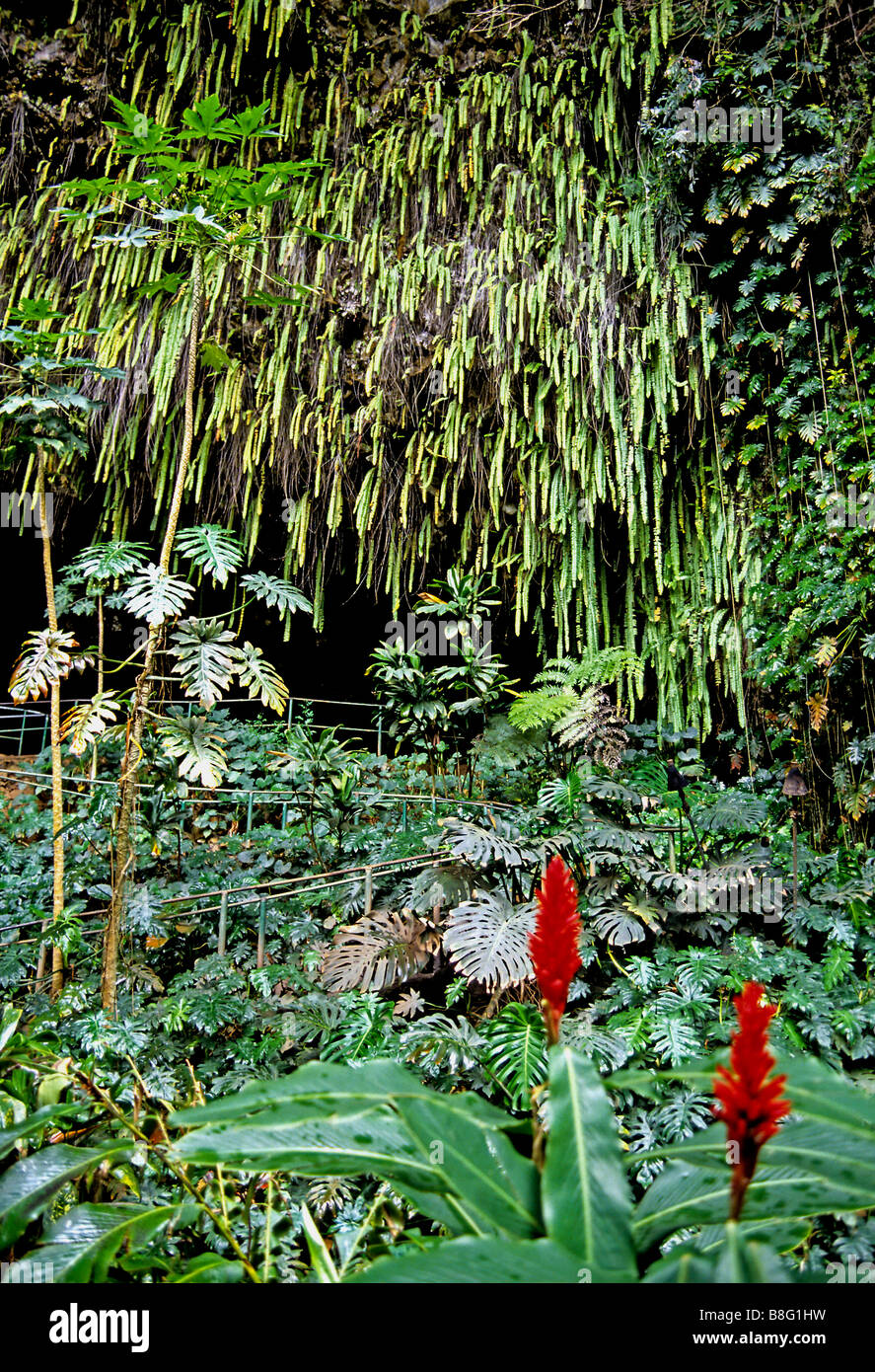 Fern Grotto Hawaii Stock Photos & Fern Grotto Hawaii Stock Images - Alamy