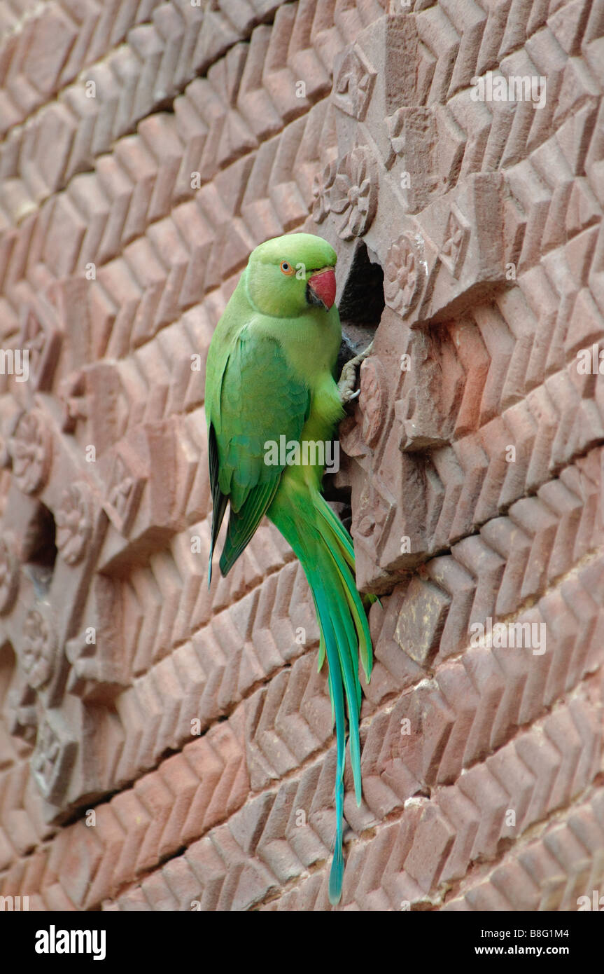 female Indian Rose-ringed Parakeet Psittacula krameri manillensis at ...