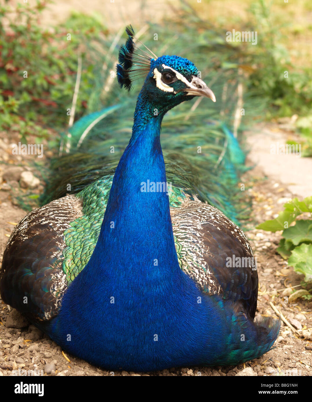 Newstead abbey peacock hi-res stock photography and images - Alamy