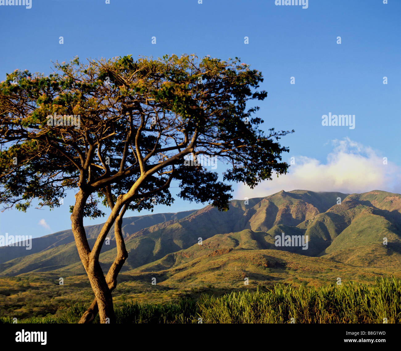 2005 Countryside Lahaina Maui Hawaii USA Stock Photo - Alamy