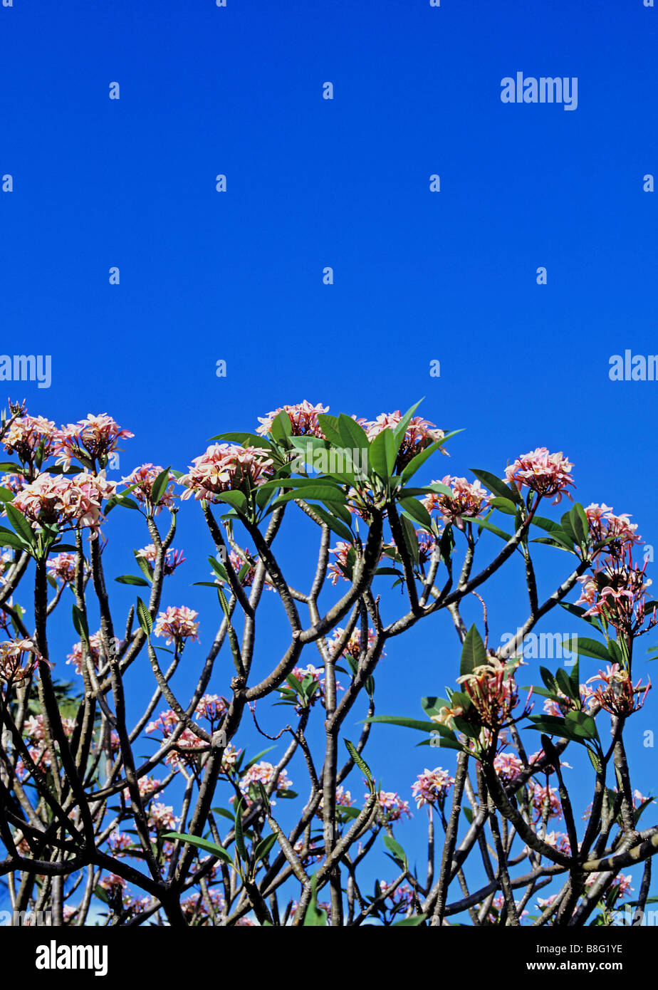 Hawaiian frangipani hi-res stock photography and images - Alamy