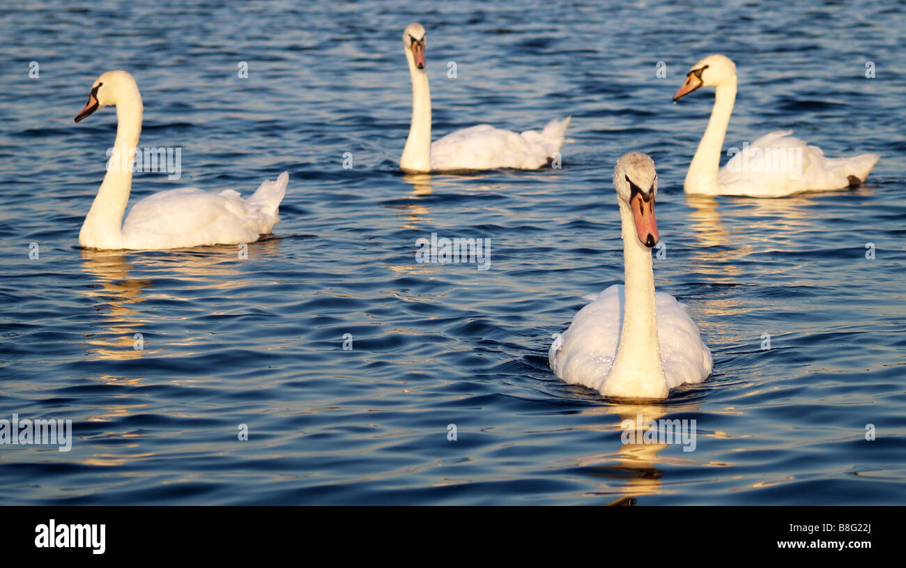 Four elegant birds hi-res stock photography and images - Alamy