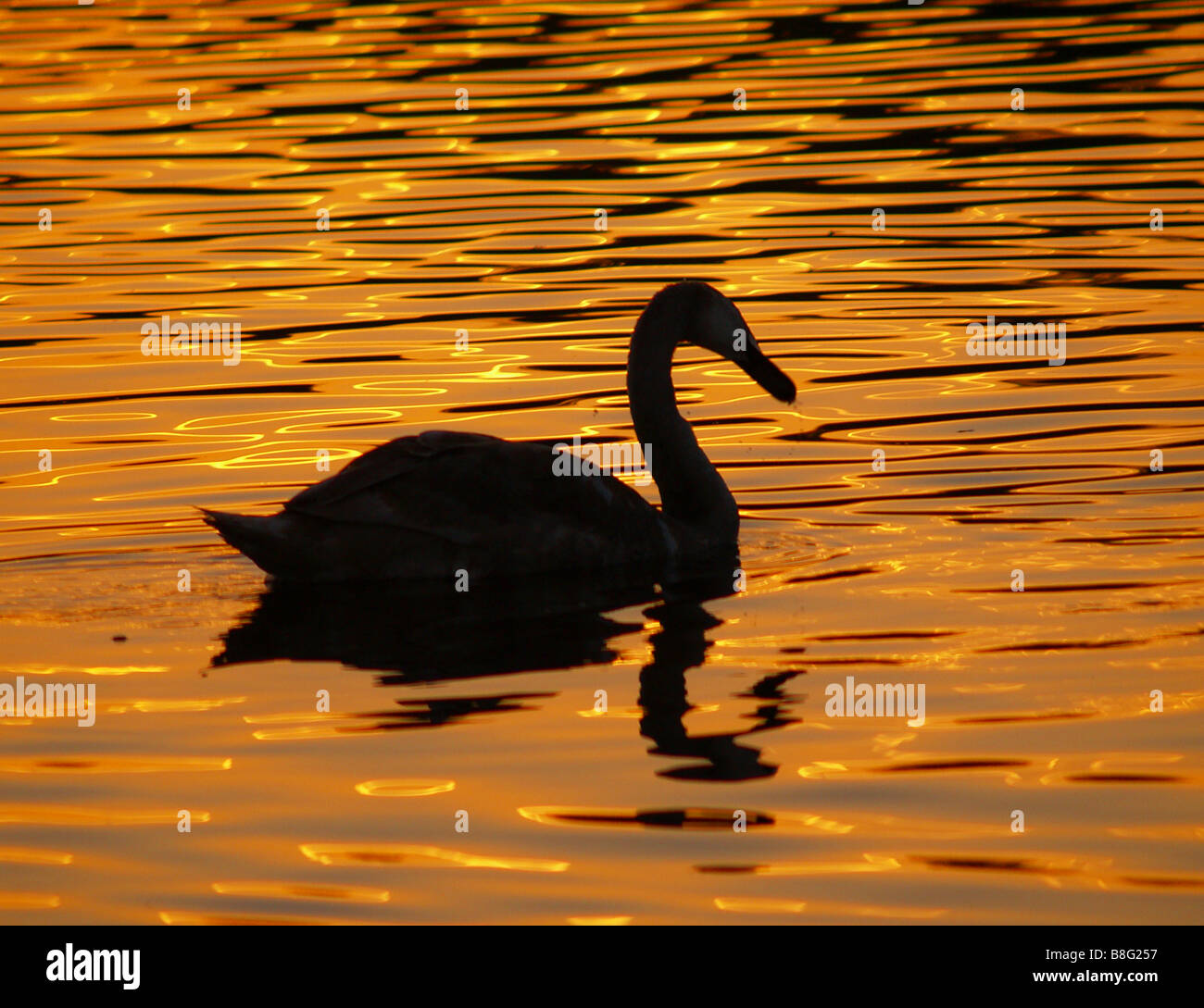 A single swan on the water during a golden sunset Stock Photo - Alamy