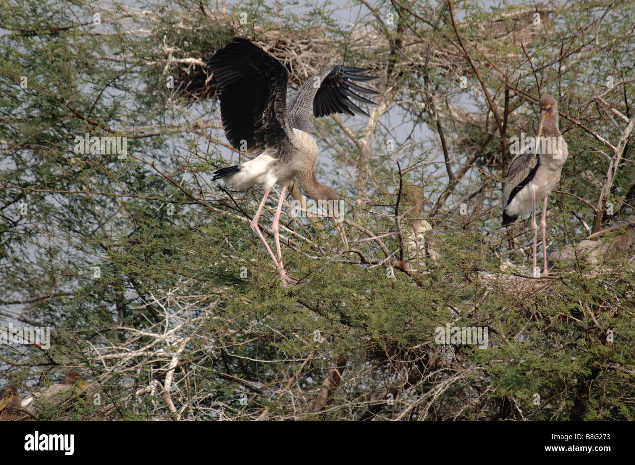 Juvenile painted stork hi-res stock photography and images - Alamy