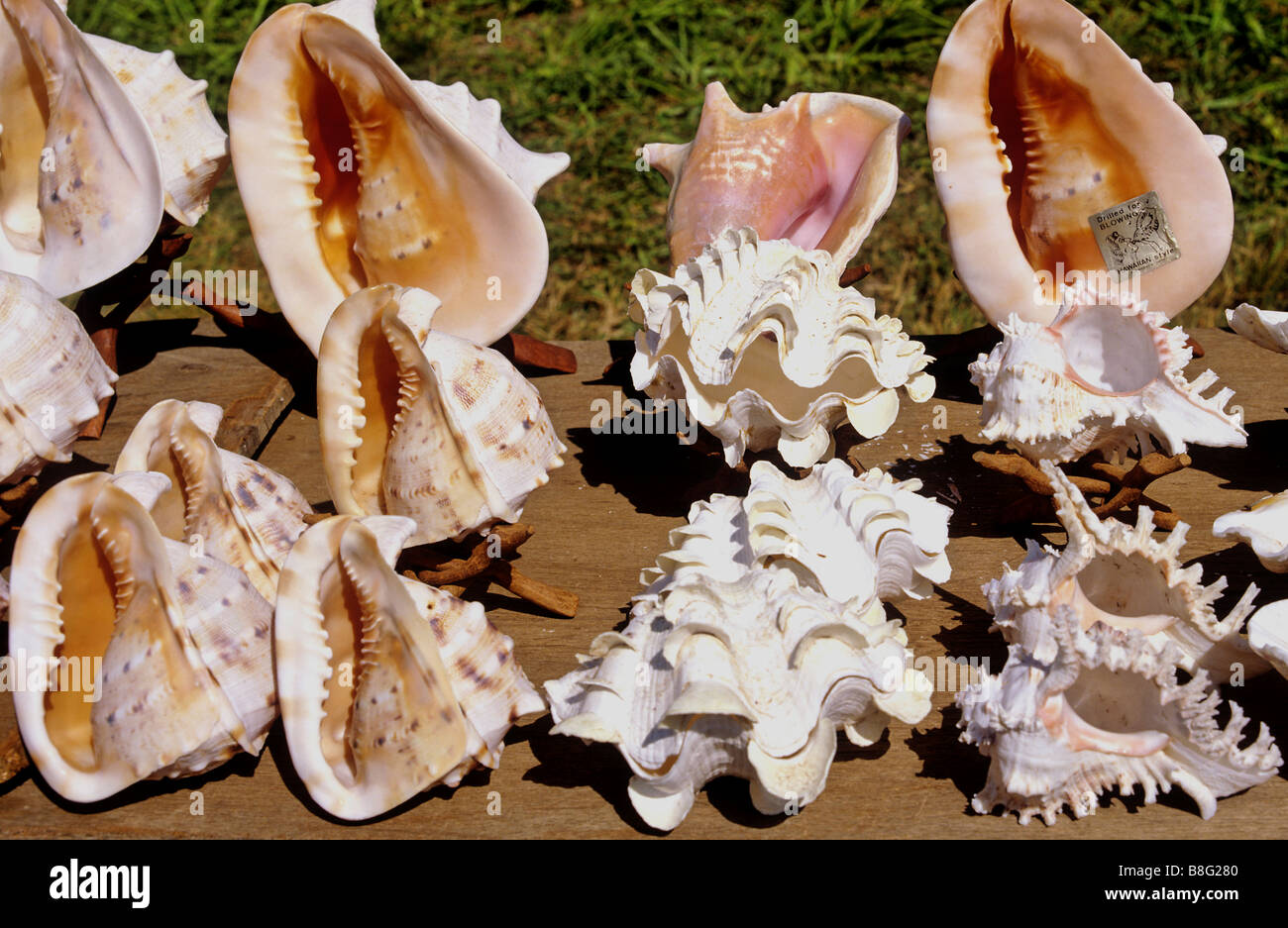 Blowing conch shells hi-res stock photography and images - Alamy