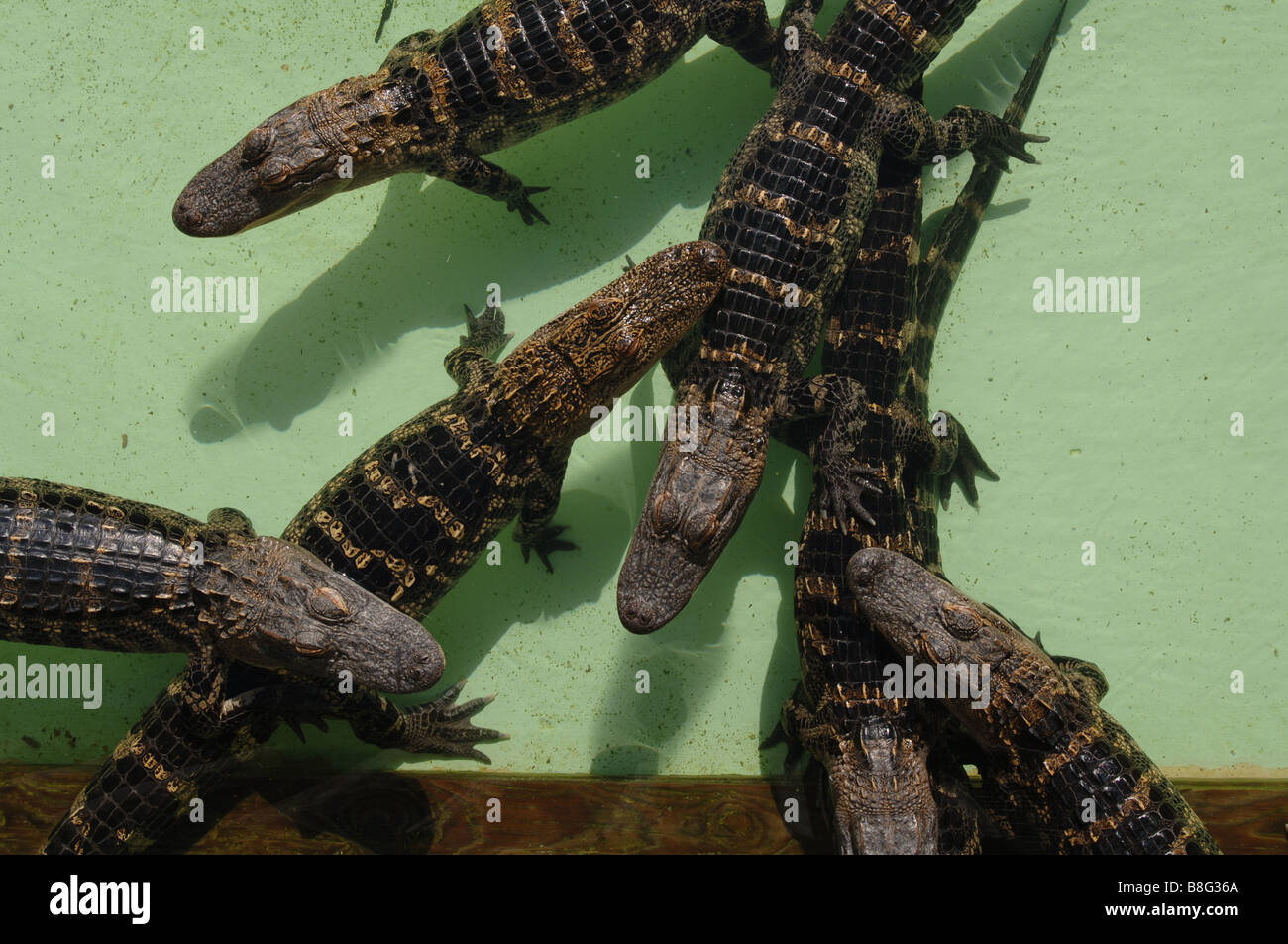 Gator hatch, Orlando Florida Stock Photo - Alamy
