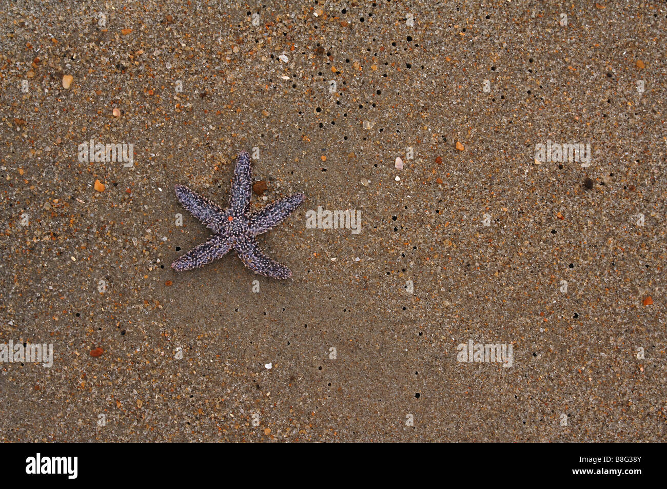 Starfish Stranded On Beach High Resolution Stock Photography and Images ...