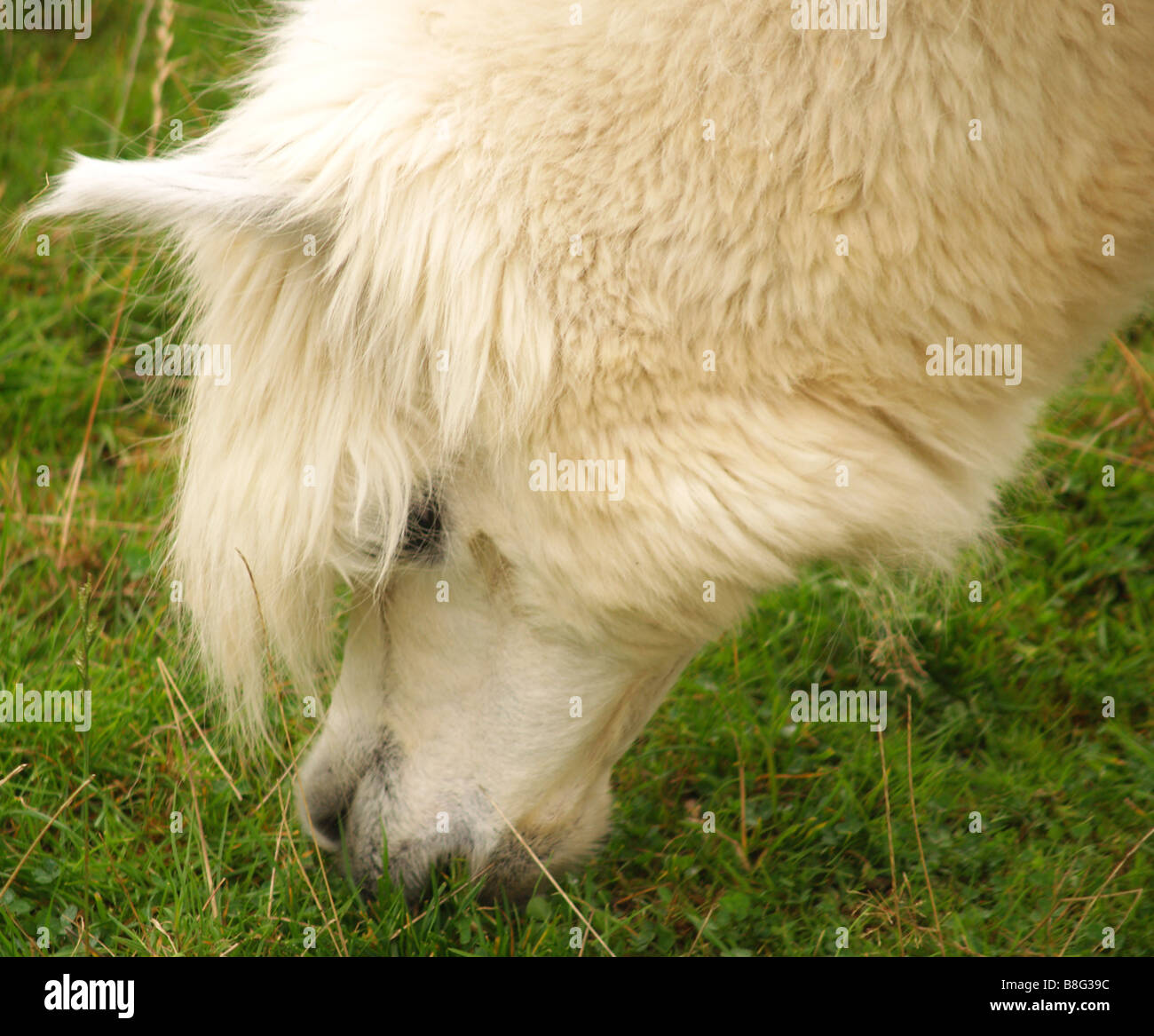 Covering ears eating hi-res stock photography and images - Alamy