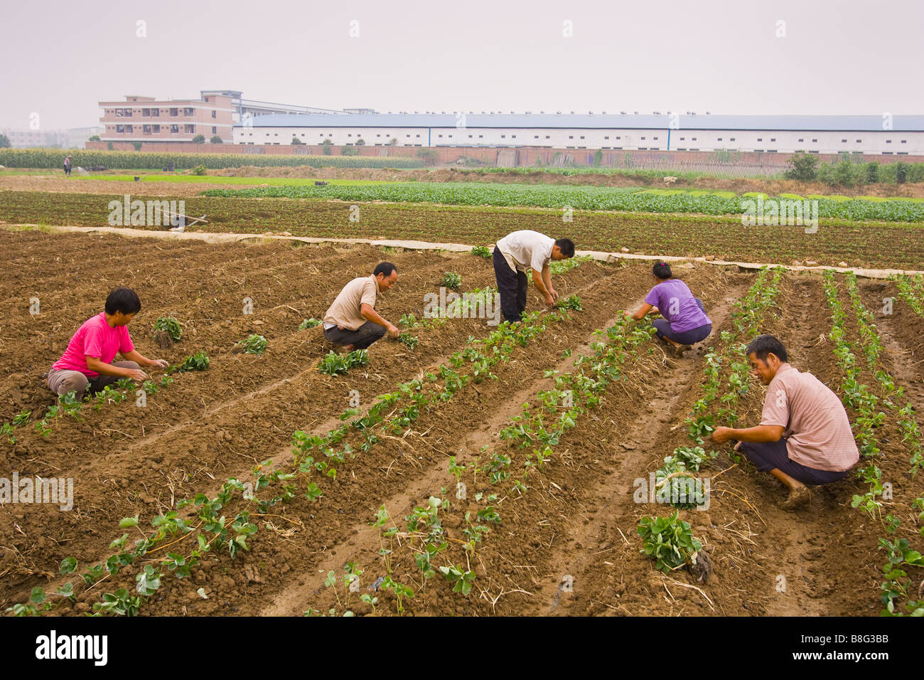 PAN YU, GUANGDONG PROVINCE, CHINA - Agricultural workers plant sprouts ...