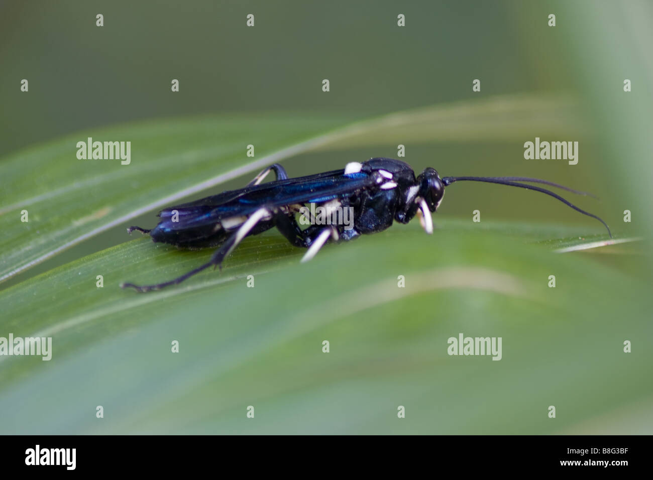 side view of wasp Stock Photo - Alamy