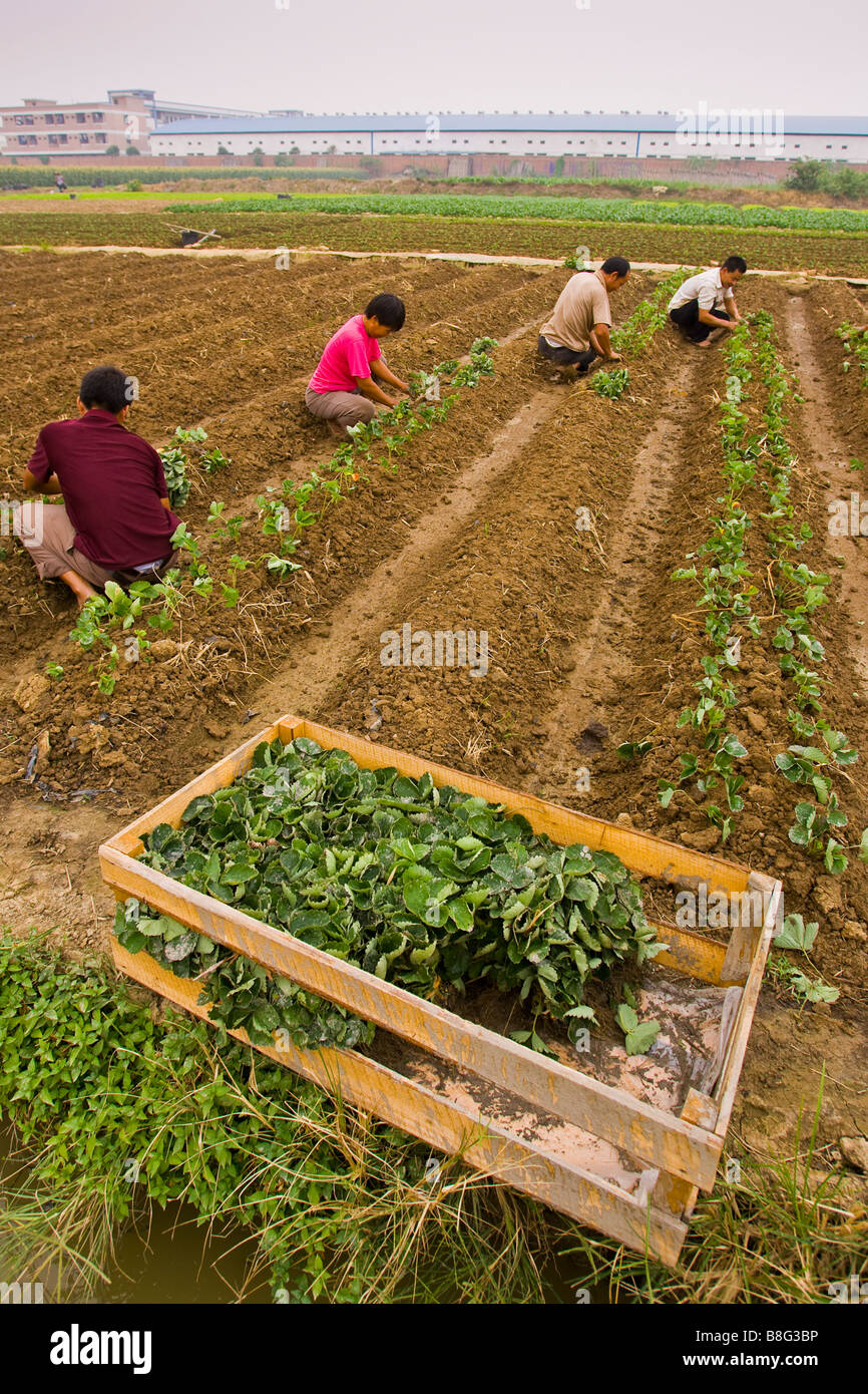 PAN YU, GUANGDONG PROVINCE, CHINA - Agricultural workers planting ...