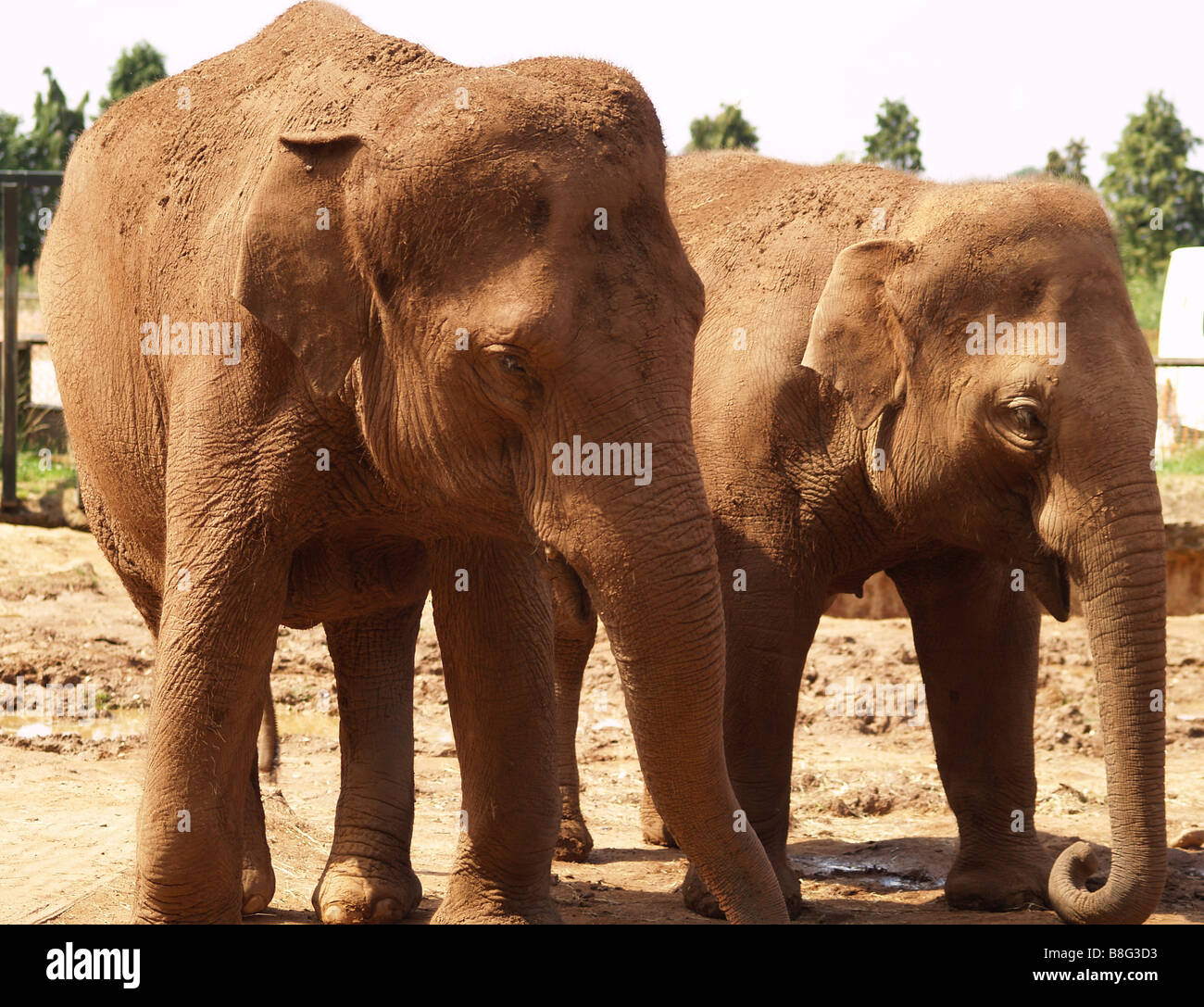 Two small Asian elephants, living in captivity at the local zoo Stock ...