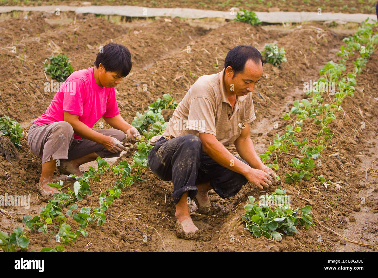 Manual labor in asia hi-res stock photography and images - Alamy