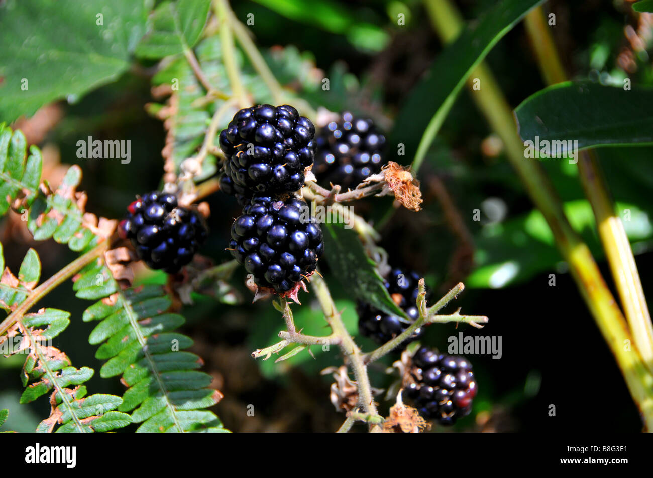 Mulberry bush hi-res stock photography and images - Alamy