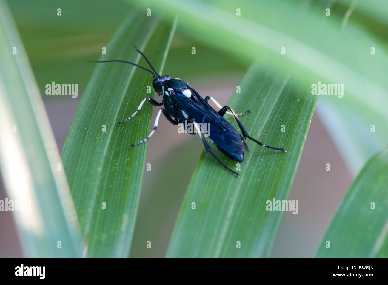 Frawn hi-res stock photography and images - Alamy