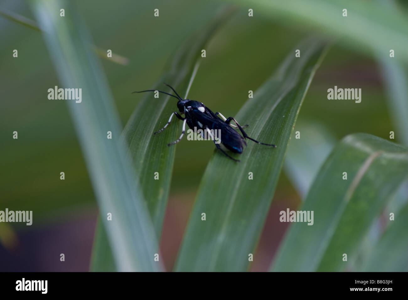 Wasp hi-res stock photography and images - Alamy