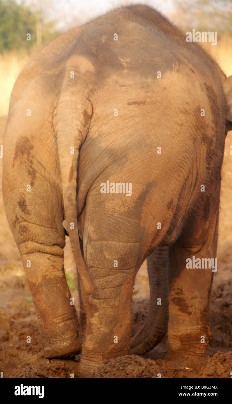 Elephants backside hi-res stock photography and images - Alamy