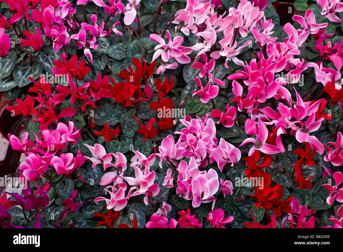 Columbia road hackney london flower hi-res stock photography and images ...