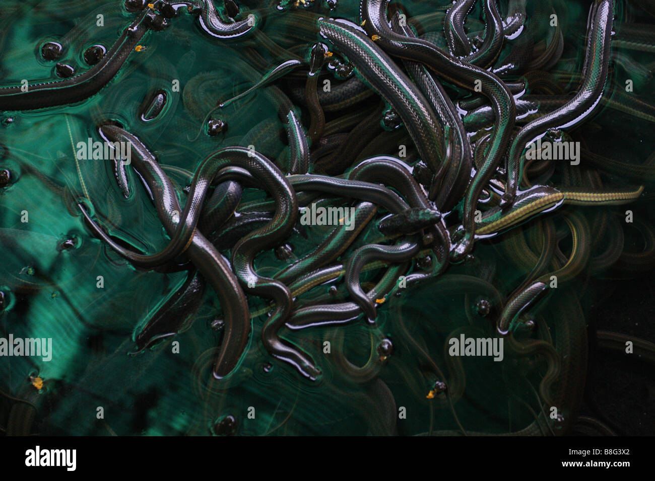 Snake pit hi-res stock photography and images - Alamy