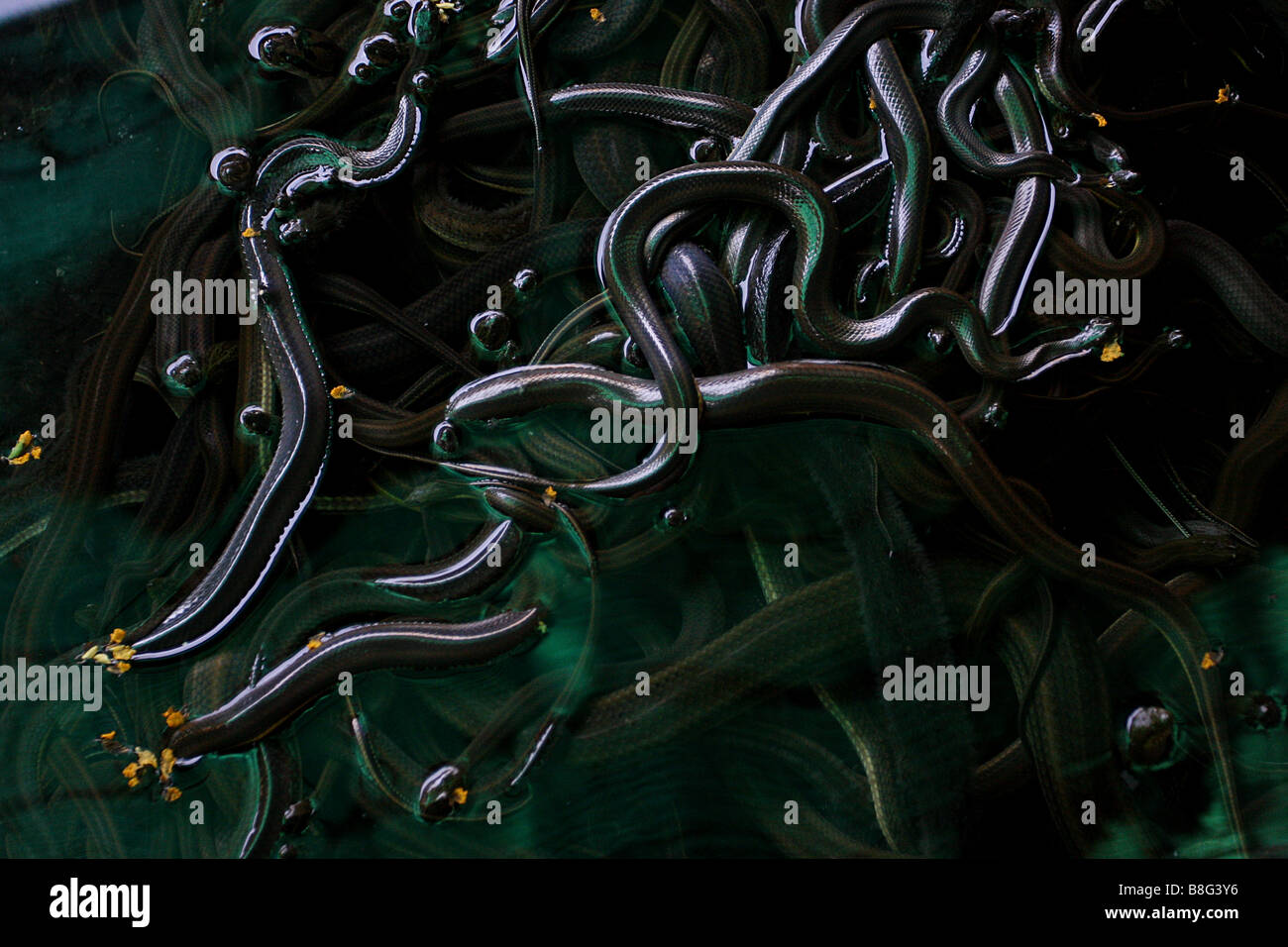 Snakes of thailand hi-res stock photography and images - Alamy