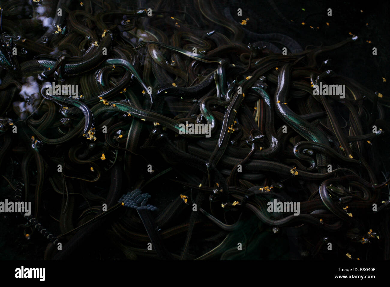 a pit full of snakes in thailand Stock Photo - Alamy