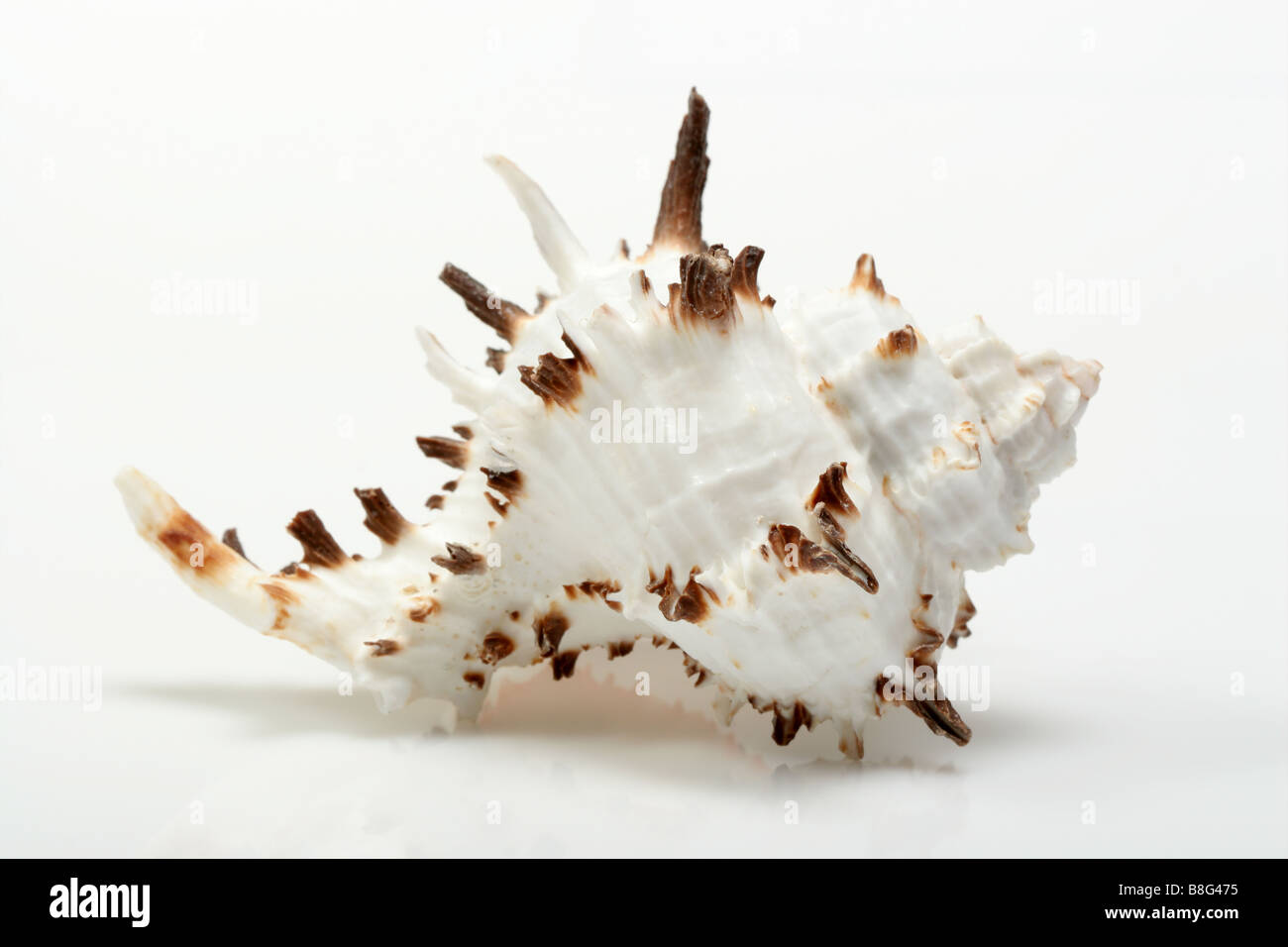 Beautiful seashell on white background Stock Photo - Alamy