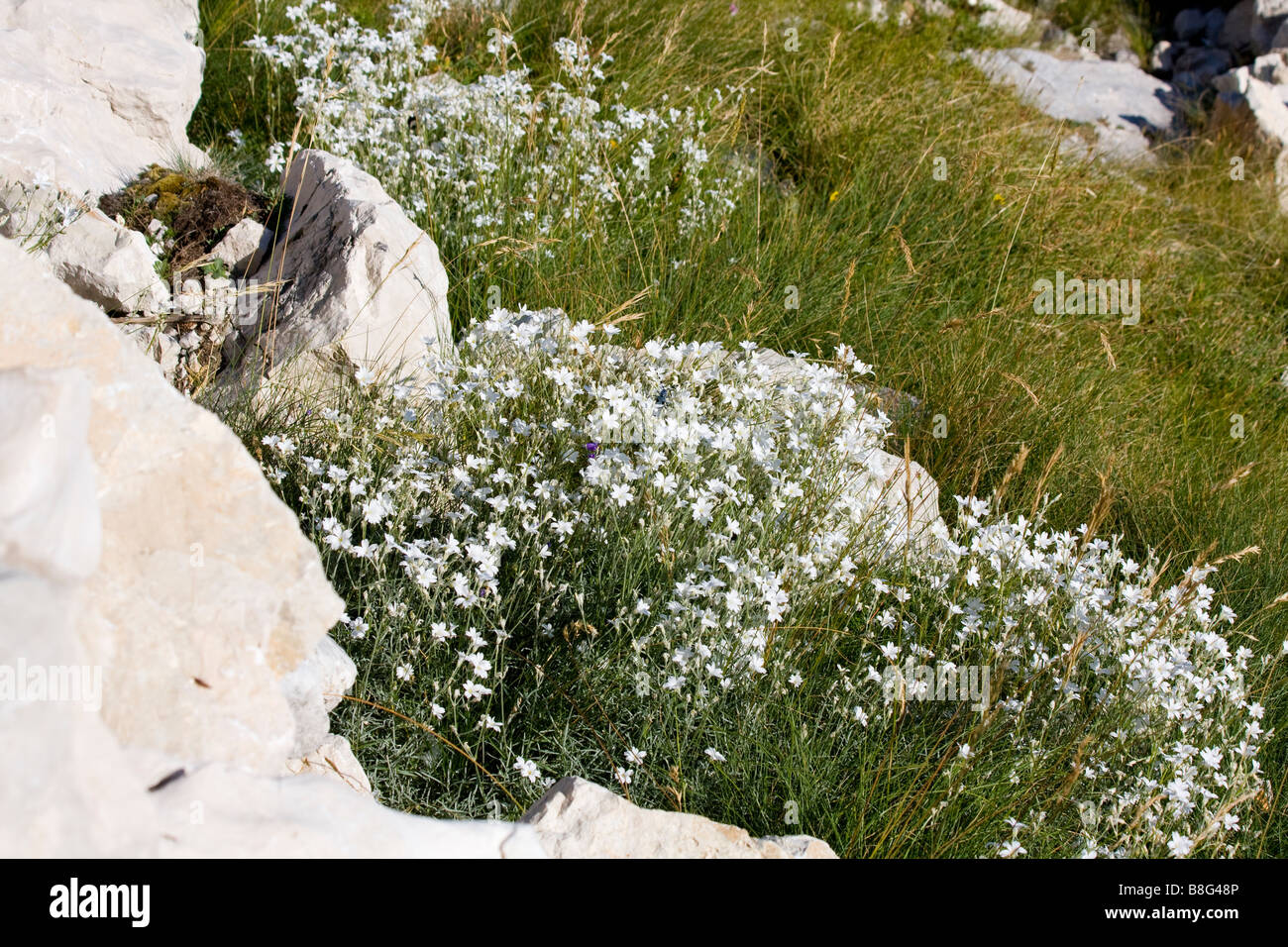 Europe meadows wildflowers plants hi-res stock photography and images ...