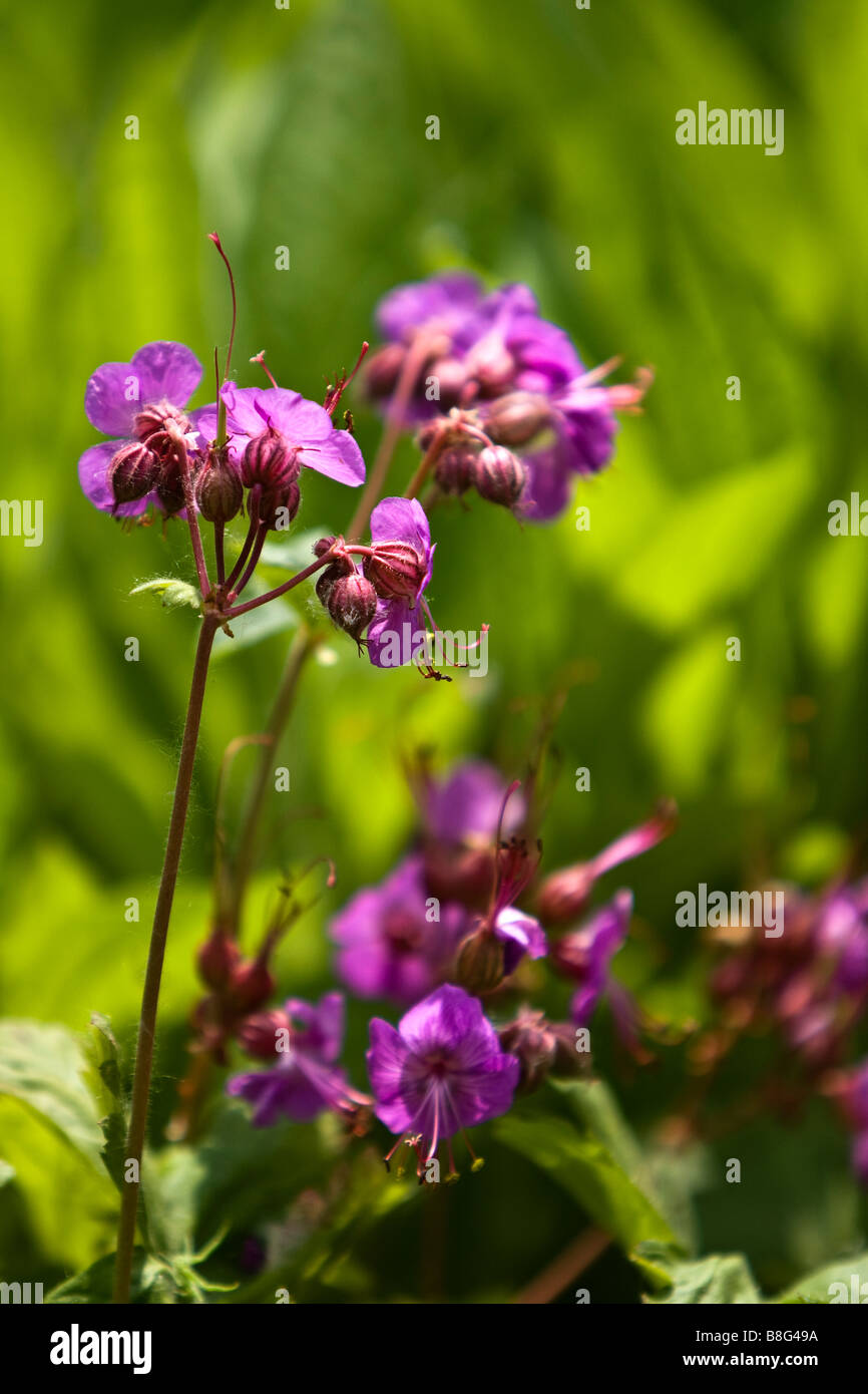 Geranium macrorrhizum hi-res stock photography and images - Alamy