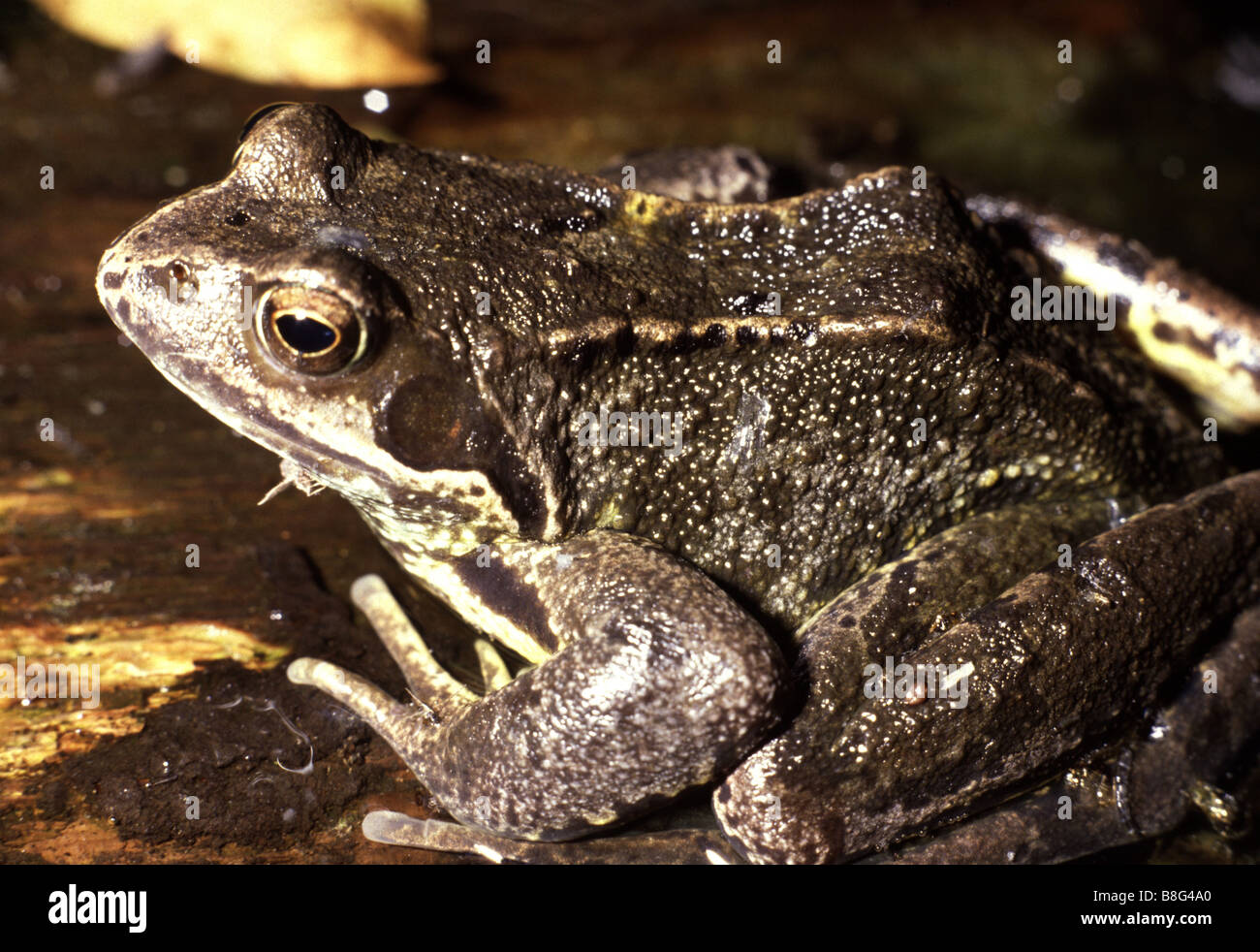 Toad ( Anura Stock Photo - Alamy