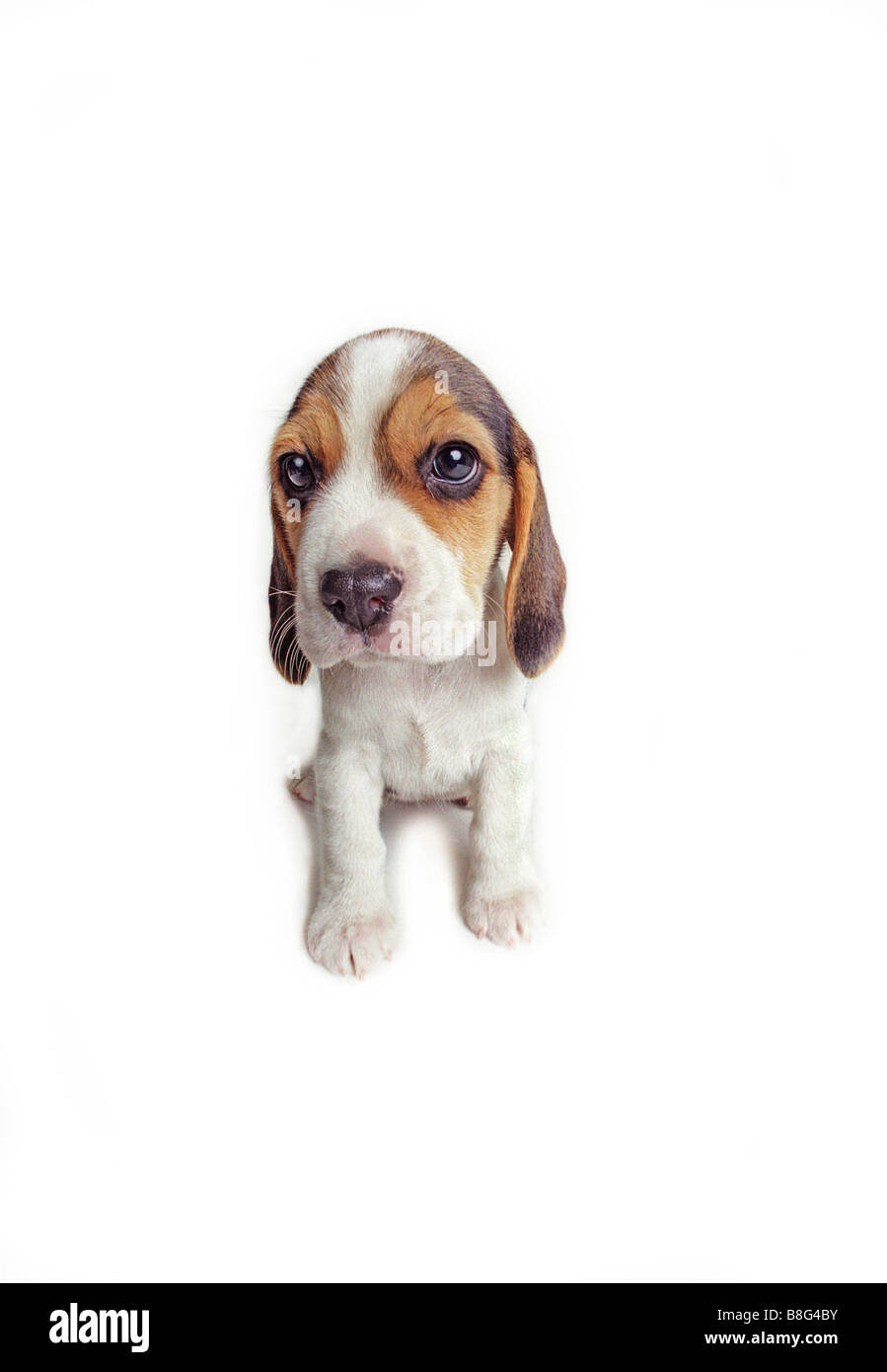 beagle pup puppy white background studio photograph brown white Stock ...