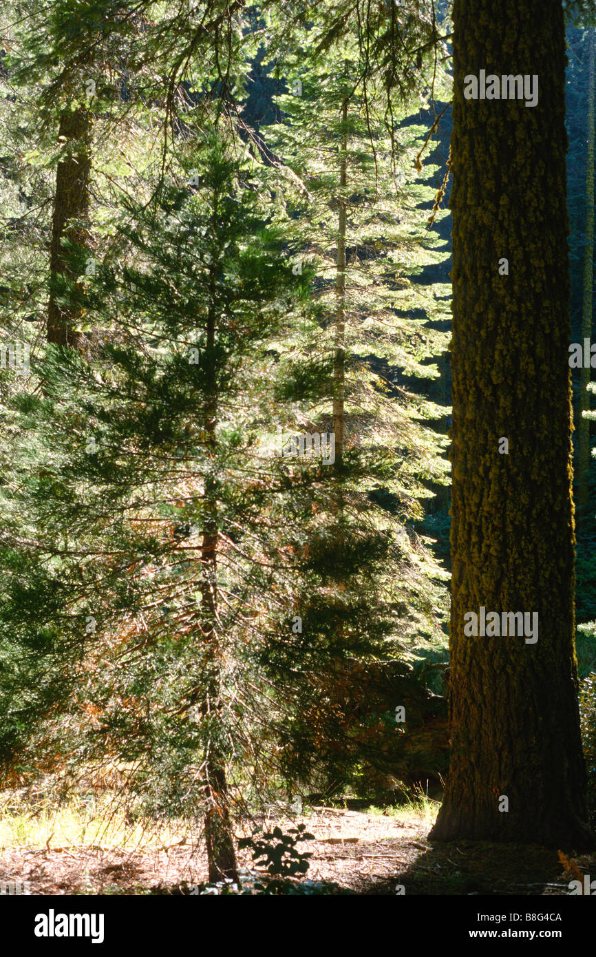 Sunlight shining through trees in Sequoia National Park, California ...