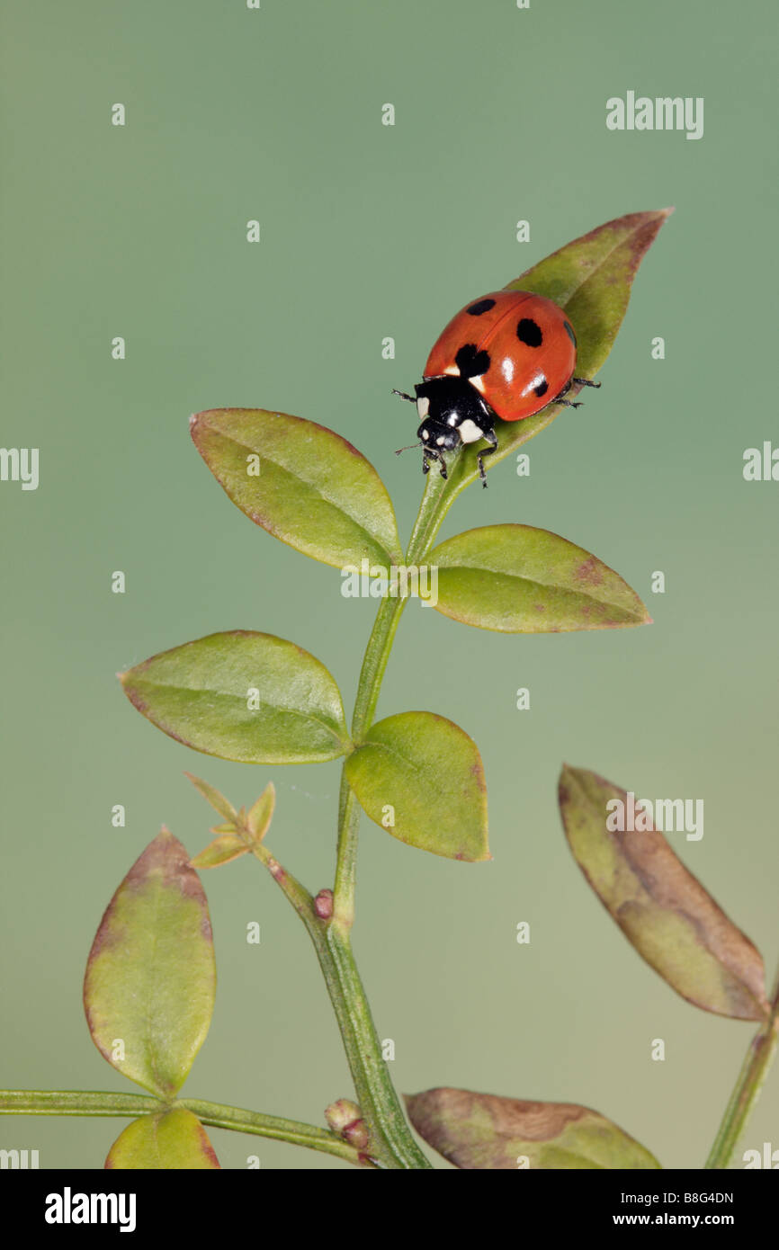 7-spot Ladybird - Coccinella 7-punctata on leaf Stock Photo - Alamy