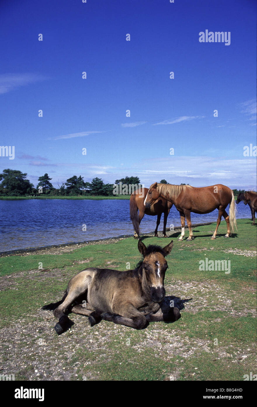 Pony Layed Down New Forest Stock Photo - Alamy