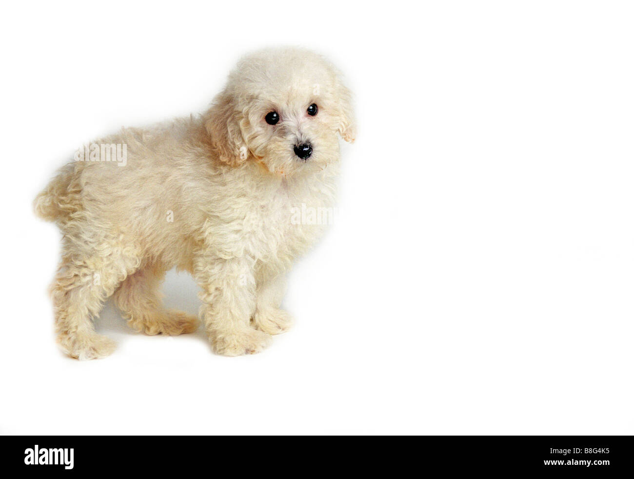 white poodle, pup, studio white background breed standing dog canine ...