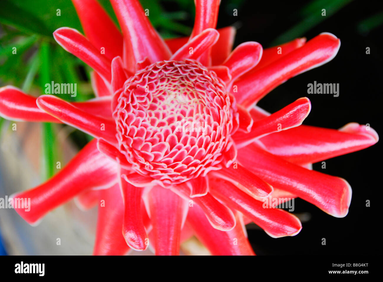 Dalah flower hi-res stock photography and images - Alamy